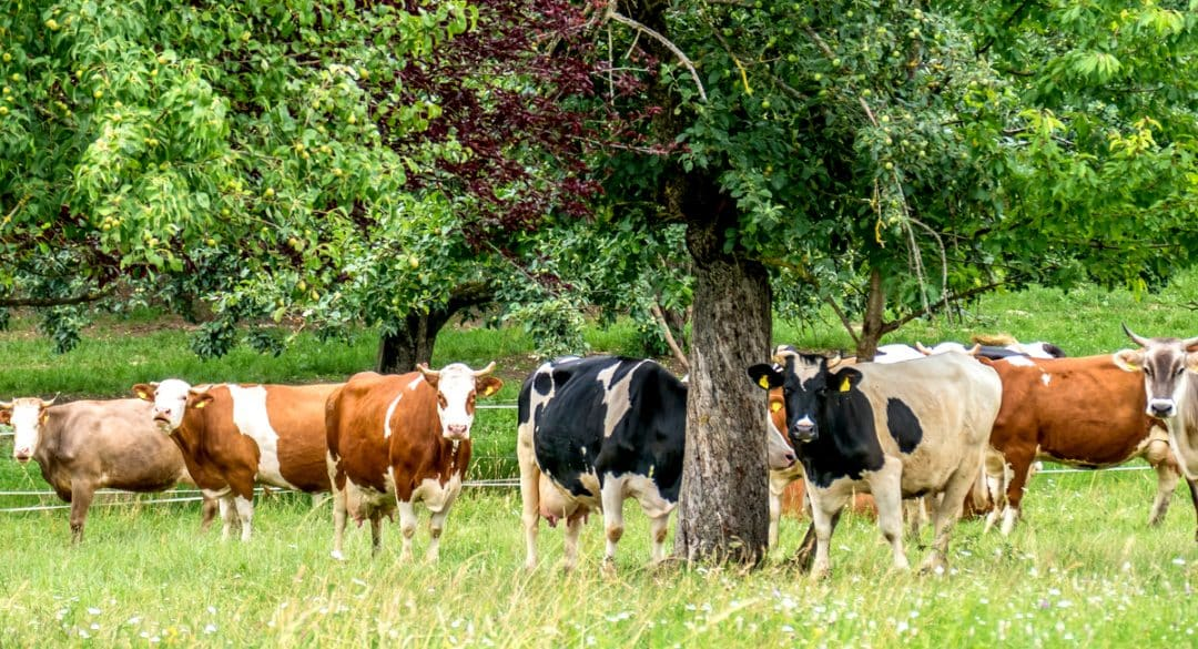 Quais os desafios na prevenção e combate a parasitas na pecuária ...