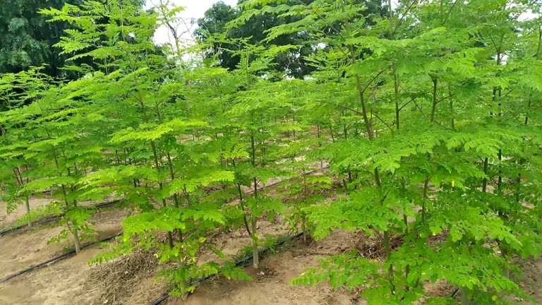 Uso da moringa na alimentação de animais de produção - Clube do Gado ...