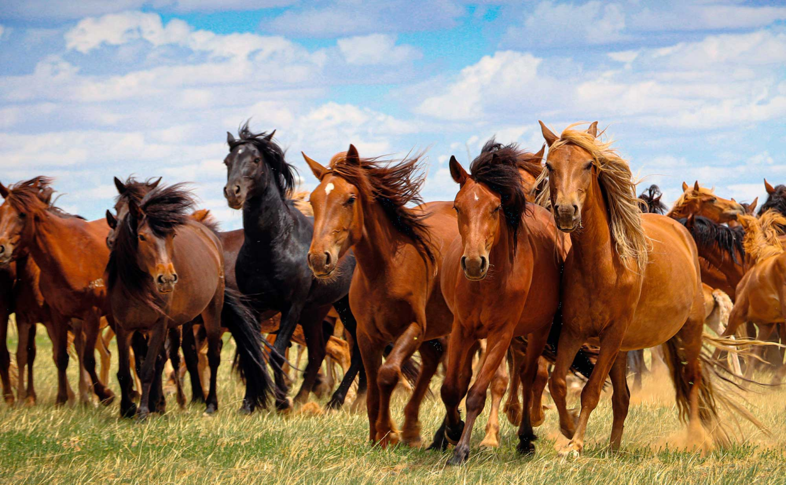 Entendendo o comportamento dos equinos e a influência da suplementação ...