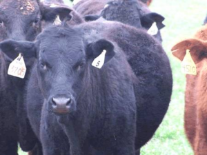 Timpanismo ruminal em bovinos: causas, consequências e prevenção ...