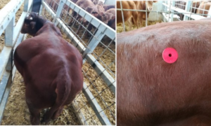 Timpanismo ruminal em bovinos: causas, consequências e prevenção ...