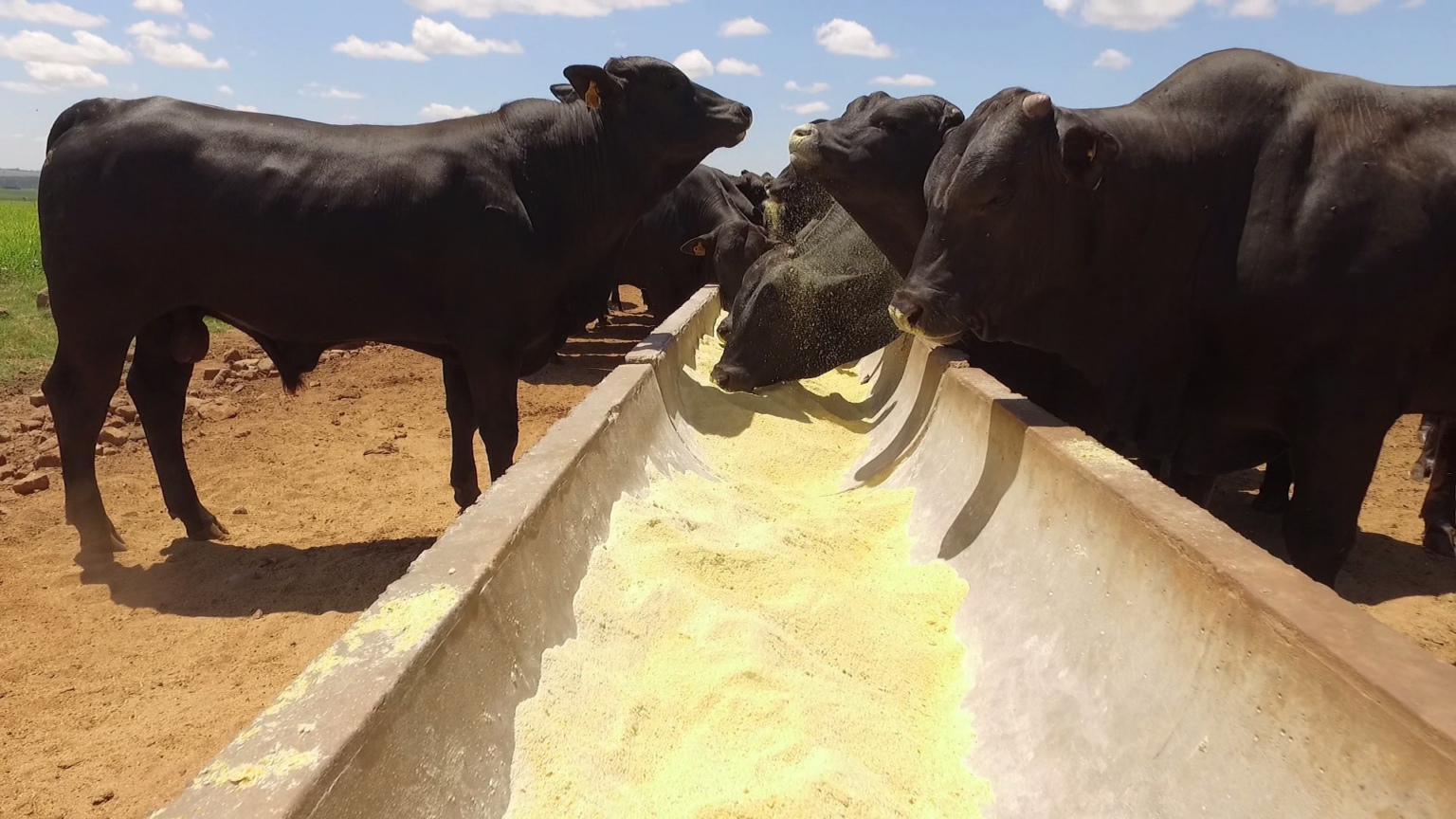 Timpanismo ruminal em bovinos: causas, consequências e prevenção ...