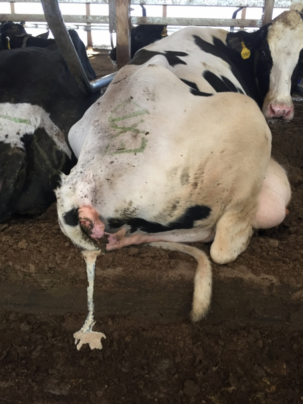 Retenção de placenta em vacas leiteiras: o que é e como prevenir ...
