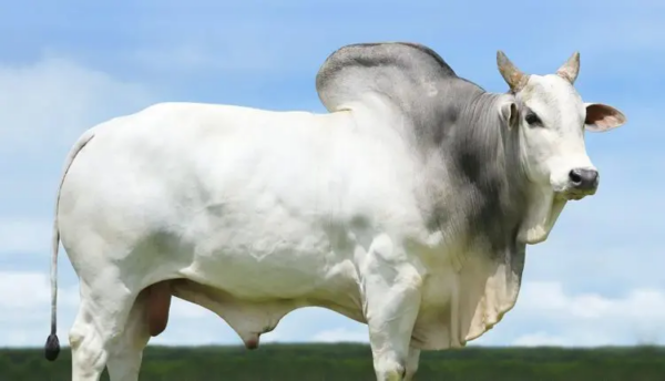 Diferença no ganho de peso em bovinos machos castrados ou não castrados ...